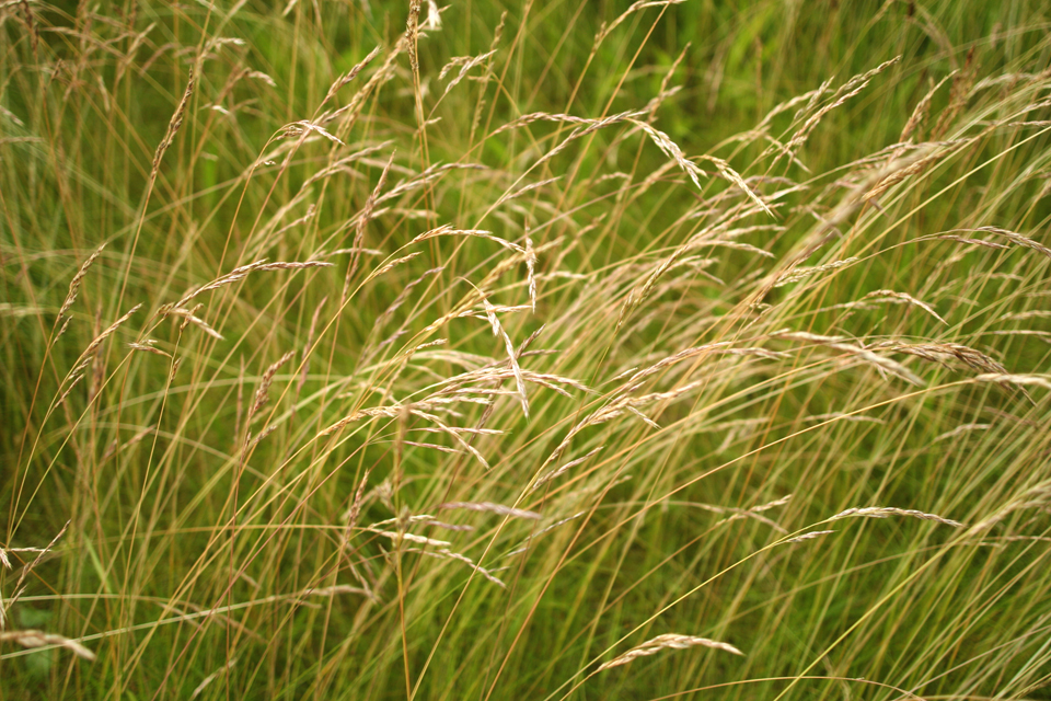 Timothy Grass Allergen Test | HNL Patient Portal & Lab Tests Direct